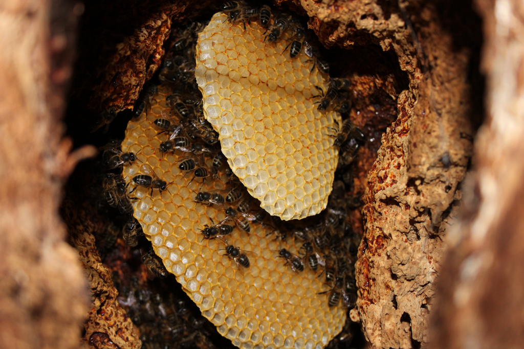 Why Do Bees Nest In Trees Abc Humane Wildlife