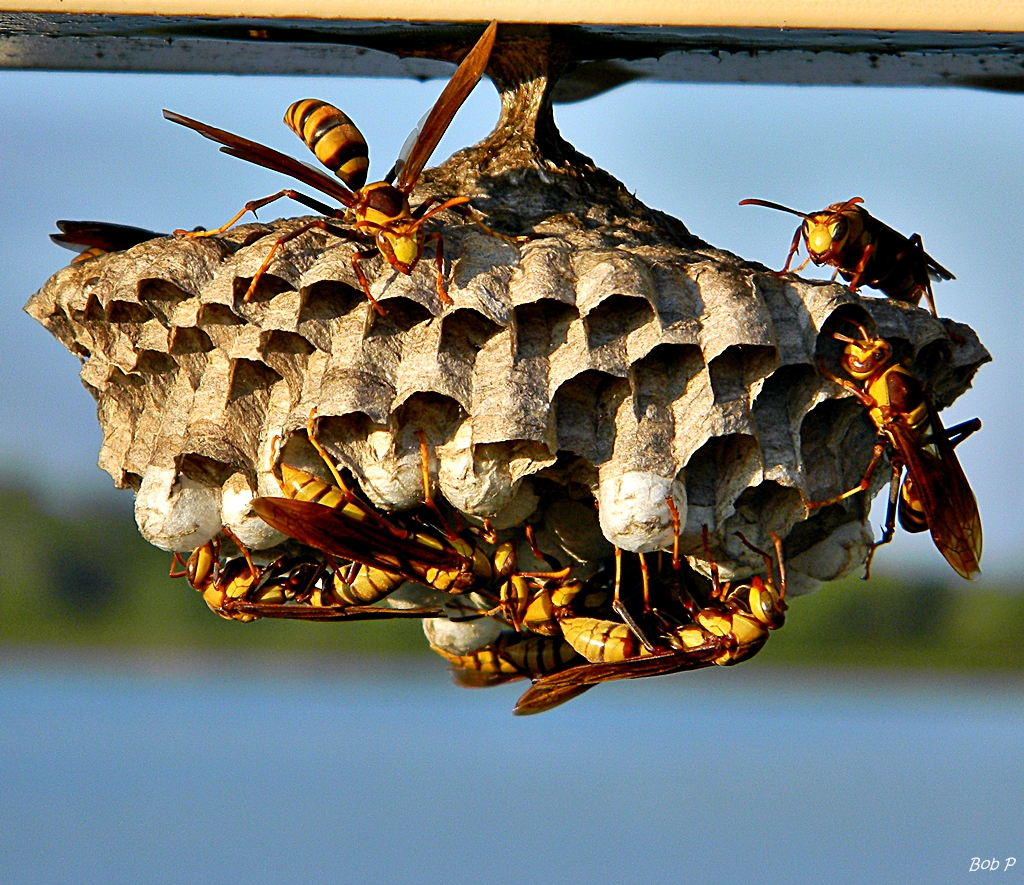 Paper Wasp Nest Removal ABC Humane Wildlife