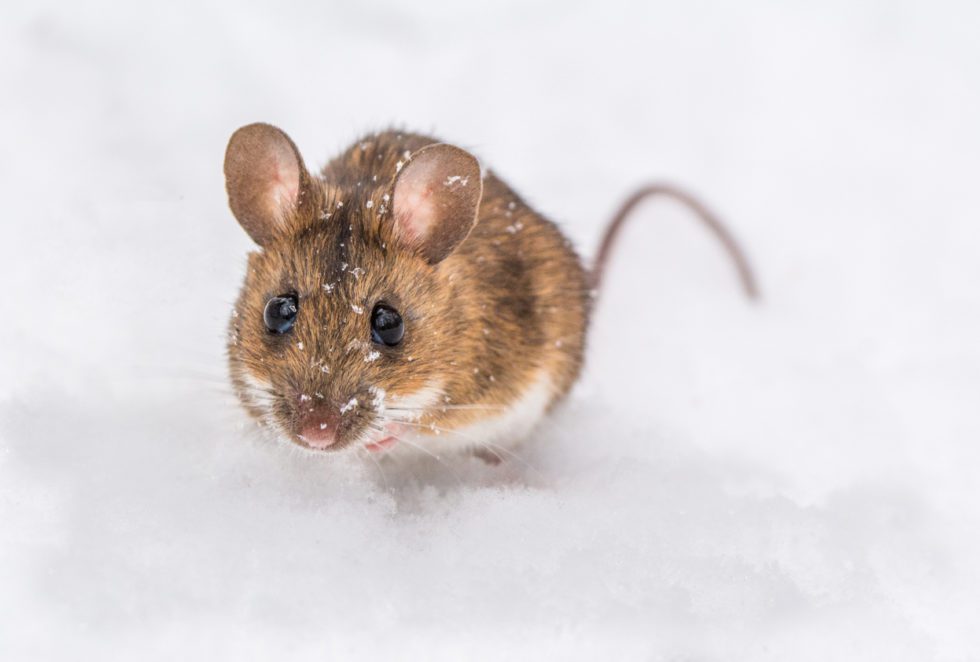 What Do Mice Do In Winter | ABC Humane Wildlife Control and Prevention