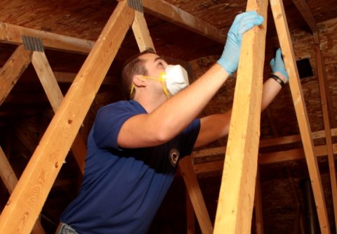 Bat Guano Cleanup: Tips from the Pros | ABC Humane Wildlife Control and ...