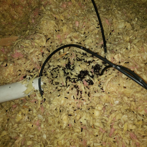 Bat Proofing | ABC Humane Wildlife Control and Prevention