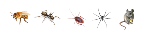 Pest Control & Removal | Humane Pest Control Chicago | ABC Humane ...